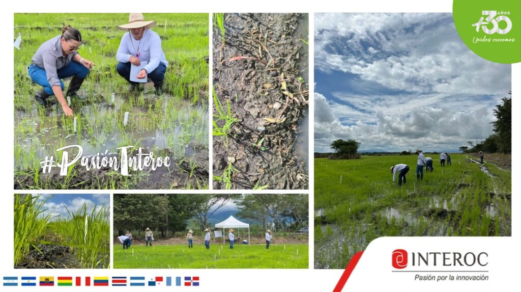 SPLENDOR: A YELLOW CORN HYBRID CONQUERING CENTRAL AMERICAN FIELDS ...